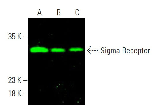 Anti-Sigma Receptor Antibody (B-5) | SCBT - Santa Cruz Biotechnology
