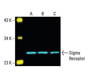 Anti-Sigma Receptor Antibody (B-5) | SCBT - Santa Cruz Biotechnology