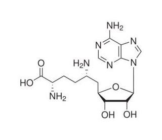 Sinefungin | CAS 58944-73-3 | SCBT - Santa Cruz Biotechnology