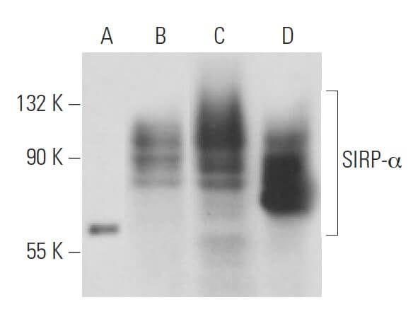 SIRP-α Antibody (SE7C2) | SCBT - Santa Cruz Biotechnology