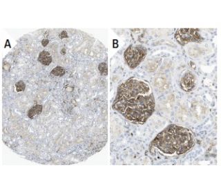 SIRP-α/β Antibody (A-1) | SCBT - Santa Cruz Biotechnology