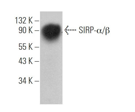 SIRP-α/β Antibody (A-1) | SCBT - Santa Cruz Biotechnology