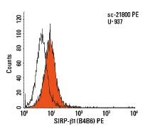 SIRP-β1 Antibody (B4B6) | SCBT - Santa Cruz Biotechnology