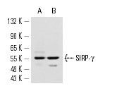 SIRP-γ Antibody (OX117) | SCBT - Santa Cruz Biotechnology
