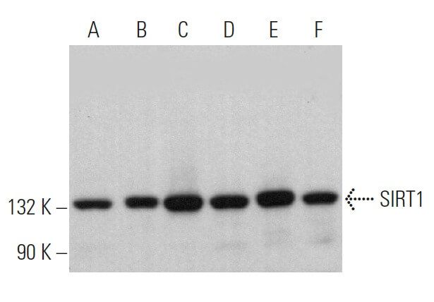SIRT1 Antibody (B-10) | SCBT - Santa Cruz Biotechnology