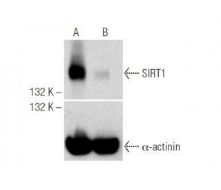 SIRT1 Antibody (B-7) - Western Blotting - Image 315563