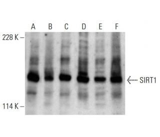SIRT1 Antibody (B-7) - Western Blotting - Image 385203