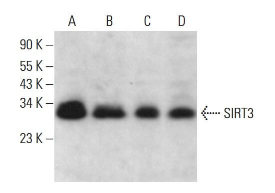 SIRT3 Antibody (F-10) | SCBT - Santa Cruz Biotechnology
