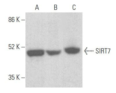 SIRT7抗体 (C-3) | SCBT - Santa Cruz Biotechnology
