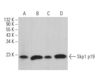 Skp1 p19 항체 (C-20) | SCBT - Santa Cruz Biotechnology