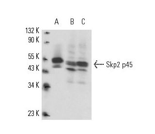 Anti-Skp2 p45 Antibody (A-2) | SCBT - Santa Cruz Biotechnology