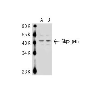 Skp2 p45 Antibody (A-2) - Western Blotting - Image 50566