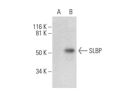 SLBP Antibody (H-10) | SCBT - Santa Cruz Biotechnology