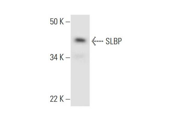 SLBP 항체 (H-10) | SCBT - Santa Cruz Biotechnology