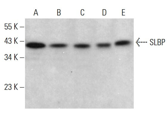 SLBP Antibody (H-10) | SCBT - Santa Cruz Biotechnology
