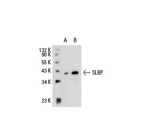 SLBP Antibody (XX-3) - Western Blotting - Image 19715