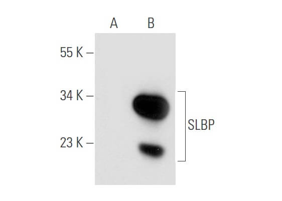 SLBP Antibody (XX-3) | SCBT - Santa Cruz Biotechnology