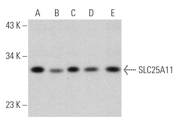 Anti-SLC25A11 Antibody (E-2) | SCBT - Santa Cruz Biotechnology