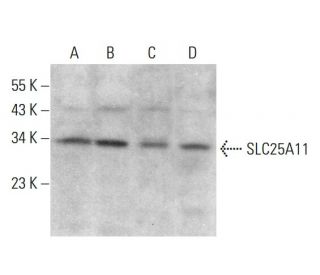 Anti-SLC25A11 Antibody (E-2) | SCBT - Santa Cruz Biotechnology