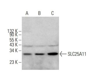 Anti-SLC25A11 Antibody (E-2) | SCBT - Santa Cruz Biotechnology
