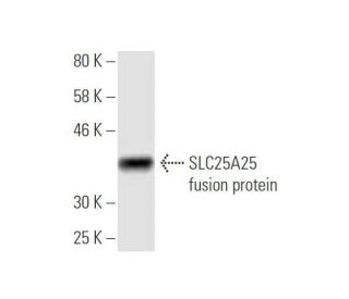 SLC25A25 Antibody (4D8) | SCBT - Santa Cruz Biotechnology