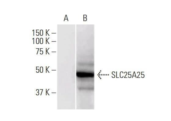 SLC25A25 Antibody (4D8) | SCBT - Santa Cruz Biotechnology