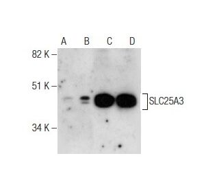 SLC25A3 Antibody (F-1) - Western Blotting - Image 164286
