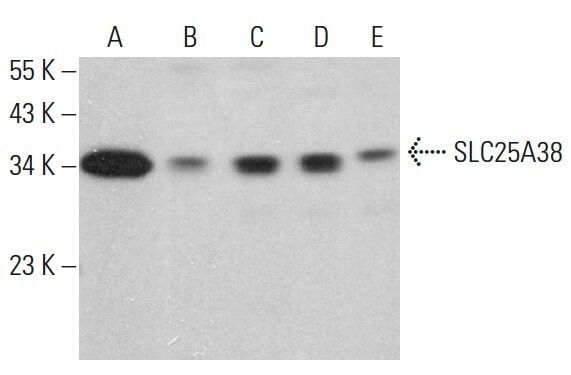 SLC25A38 Antibody (B-10) | SCBT - Santa Cruz Biotechnology