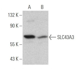 SLC43A3 Antibody (E-10) - Western Blotting - Image 360580