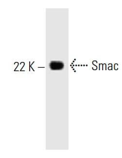 Smac Antibody (56) | SCBT - Santa Cruz Biotechnology