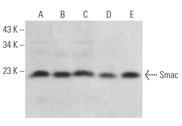 Smac Antibody (C-10) | SCBT - Santa Cruz Biotechnology