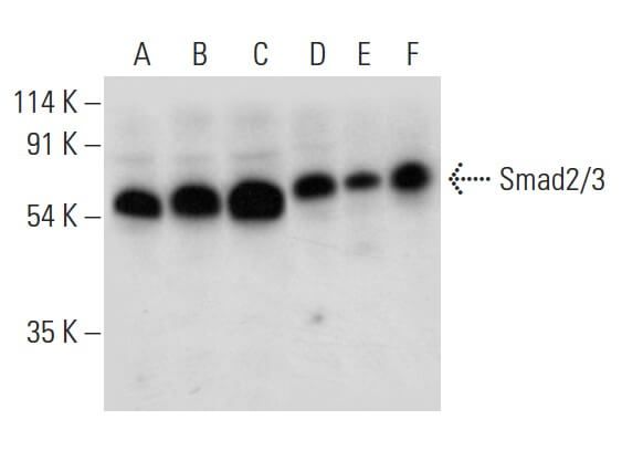 Smad2/3抗体 (A-3) | SCBT - Santa Cruz Biotechnology