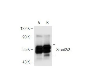 Smad2/3 Antibody (C-8) - Western Blotting - Image 42271