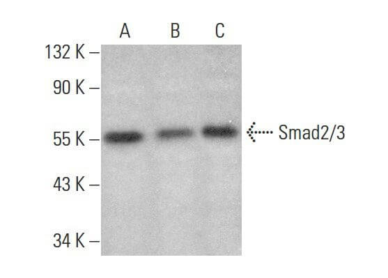 Smad2/3 Antibody (E-1) | SCBT - Santa Cruz Biotechnology