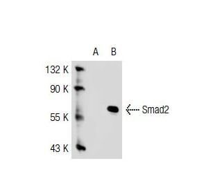 Smad2 Antibody (YZ-13) - Western Blotting - Image 37115