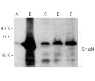 Smad4 Antibody (B-8) - Western Blotting - Image 356530
