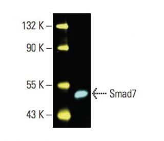Smad7 Antibody (B-8) - Western Blotting - Image 396185