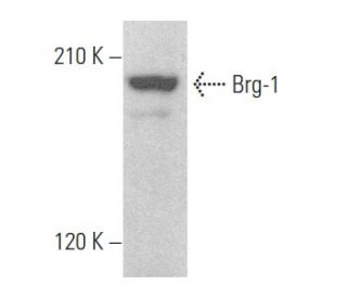 SMARCA4/Brg1 Double Nickase Plasmid (m) | SCBT - Santa Cruz Biotechnology