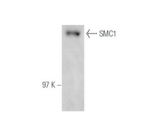Anti-SMC1 Antibody (C2M) | SCBT - Santa Cruz Biotechnology