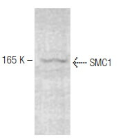 Anti-SMC1 Antibody (C2M) | SCBT - Santa Cruz Biotechnology