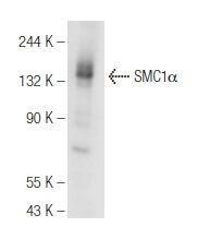 SMC1α Antibody (E-8) | SCBT - Santa Cruz Biotechnology