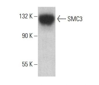 SMC3 Antibody (A-7) | SCBT - Santa Cruz Biotechnology