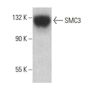 Anti-SMC3 Antibody (A-7) | SCBT - Santa Cruz Biotechnology