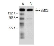 SMC3 Antibody (E-3) | SCBT - Santa Cruz Biotechnology