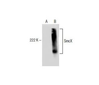 SmcX Antibody (G-10) | SCBT - Santa Cruz Biotechnology