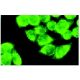 Anti-Smooth Muscle Actin Antibody (B4) | SCBT - Santa Cruz Biotechnology