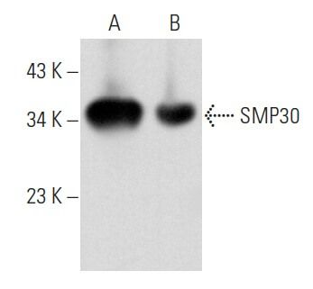 SMP30 Antibody (17) | SCBT - Santa Cruz Biotechnology