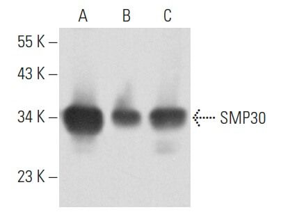SMP30 Antibody (E-11) | SCBT - Santa Cruz Biotechnology