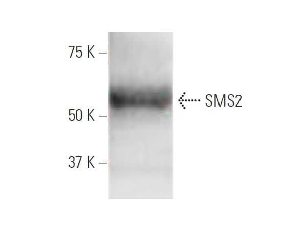 SMS2 Antibody (7D10) | SCBT - Santa Cruz Biotechnology