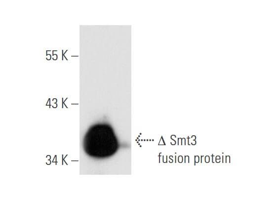 Smt3 Antibody (E-1) | SCBT - Santa Cruz Biotechnology